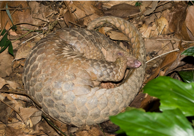 Nature Society Singapore