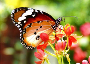 Butterfly Walk at Bukit Gombak Park – Nature Society Singapore