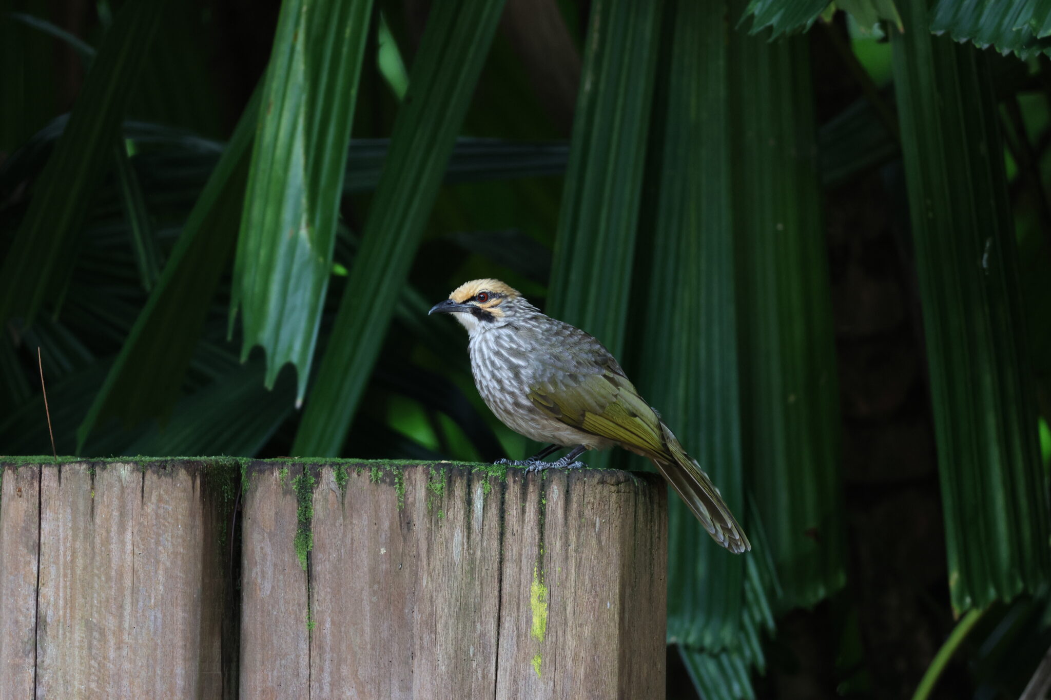 Straw Headed Bulbul – Nature Society Singapore