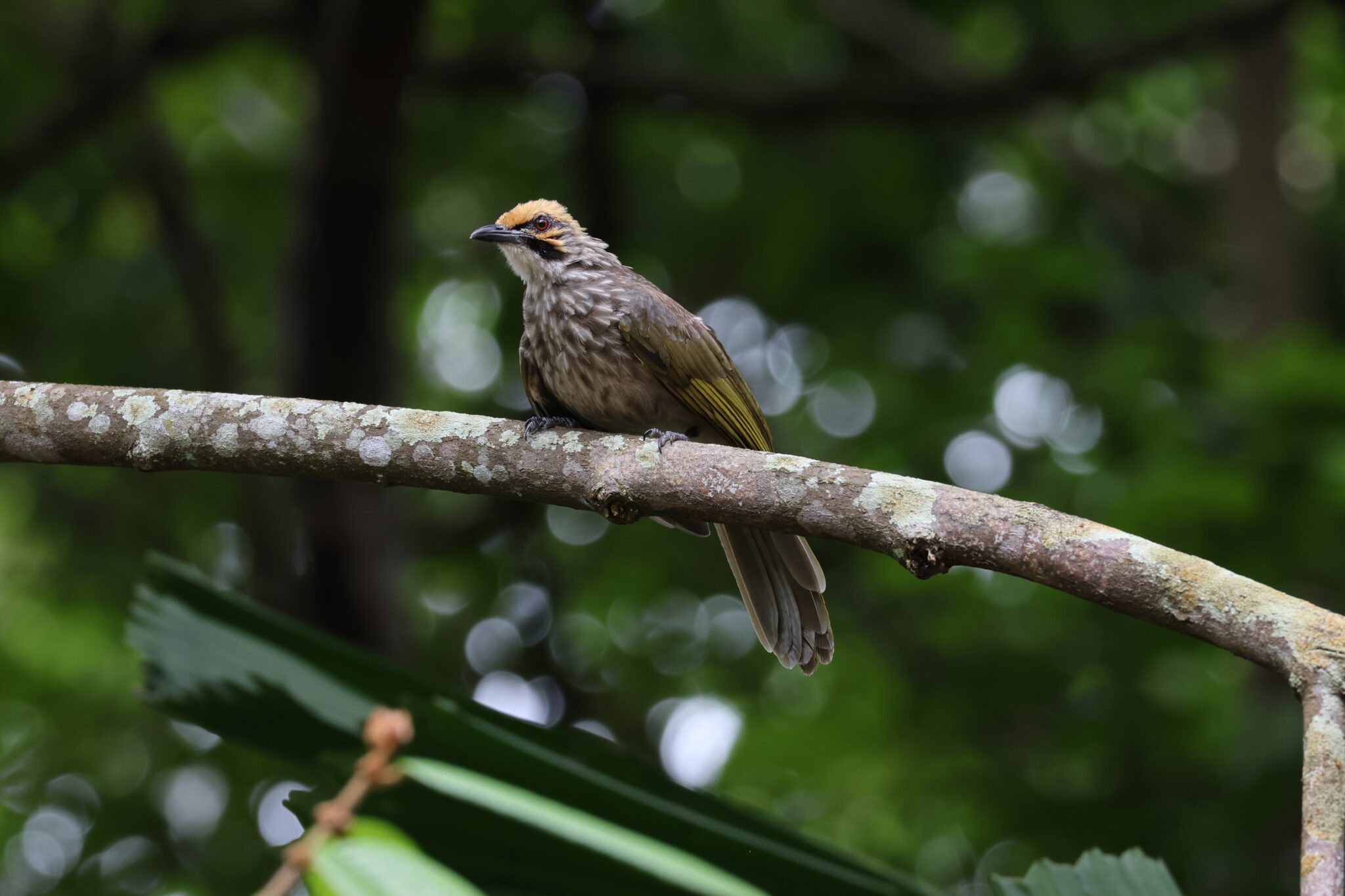 Straw Headed Bulbul – Nature Society Singapore