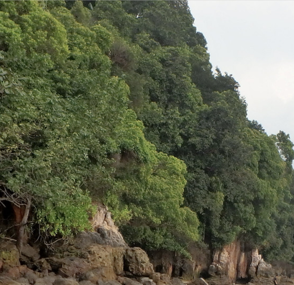 Coastal Forest Walk at Sentosa – Nature Society Singapore