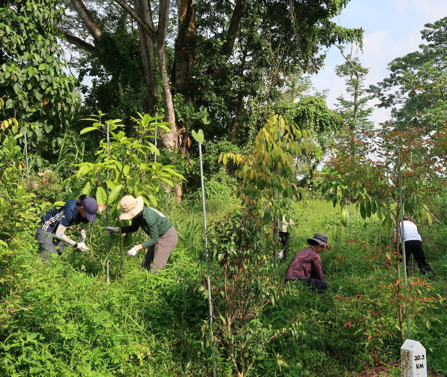 NSS Rewilding Project: Tree Planting along Rail Corridor – Nature ...